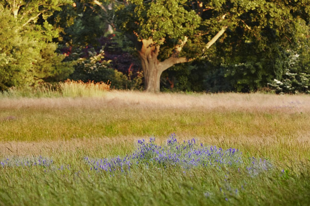 Hollander Design | Landscape Architects